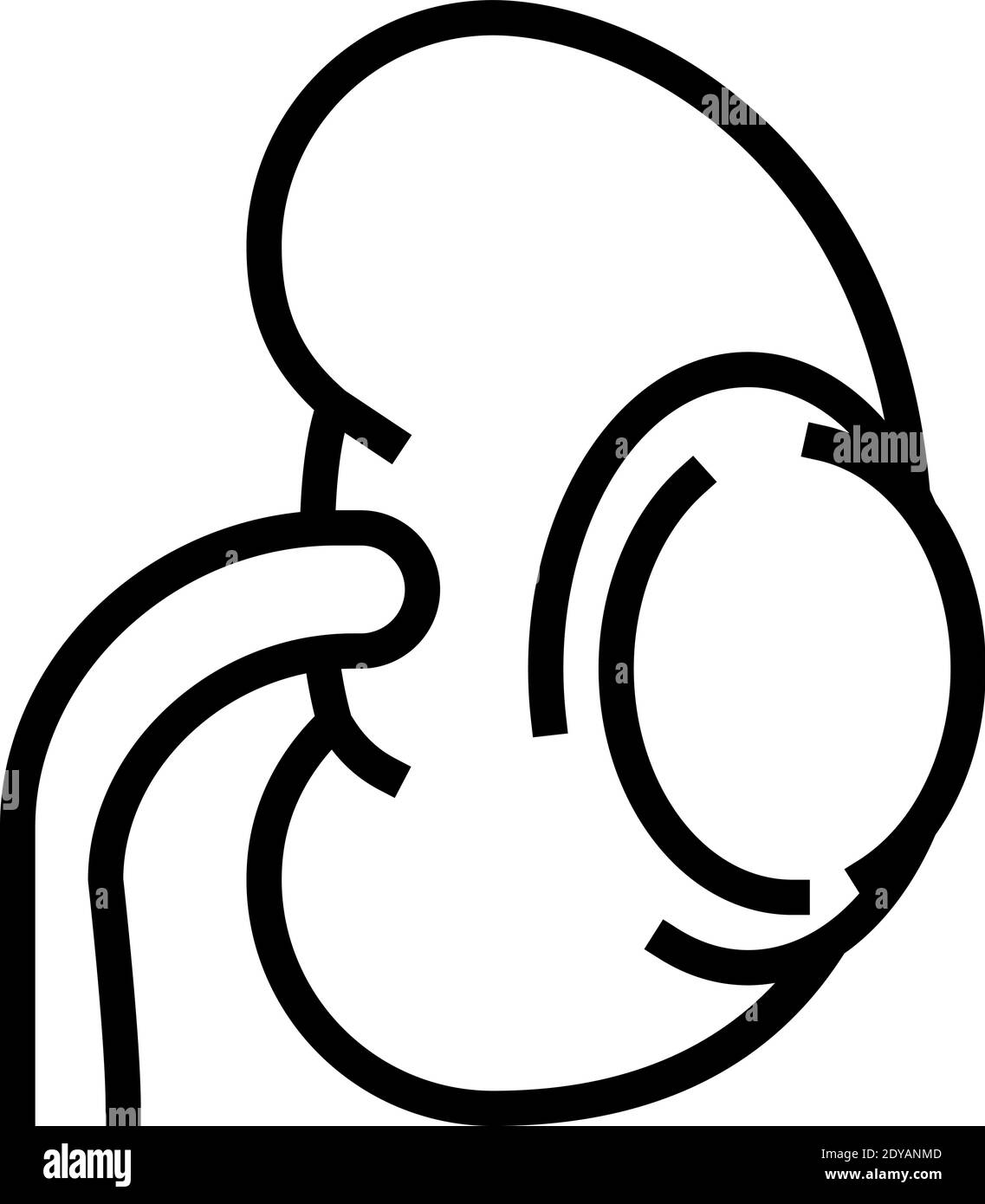 renal cyst line icon vector illustration Stock Vector Image & Art - Alamy