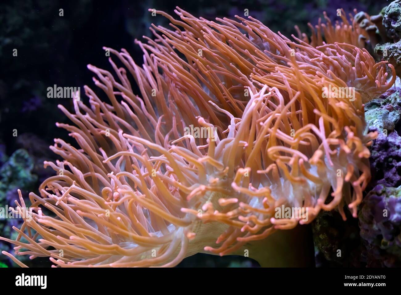 Red anemone tentacles underwater closeup hi-res stock photography and ...