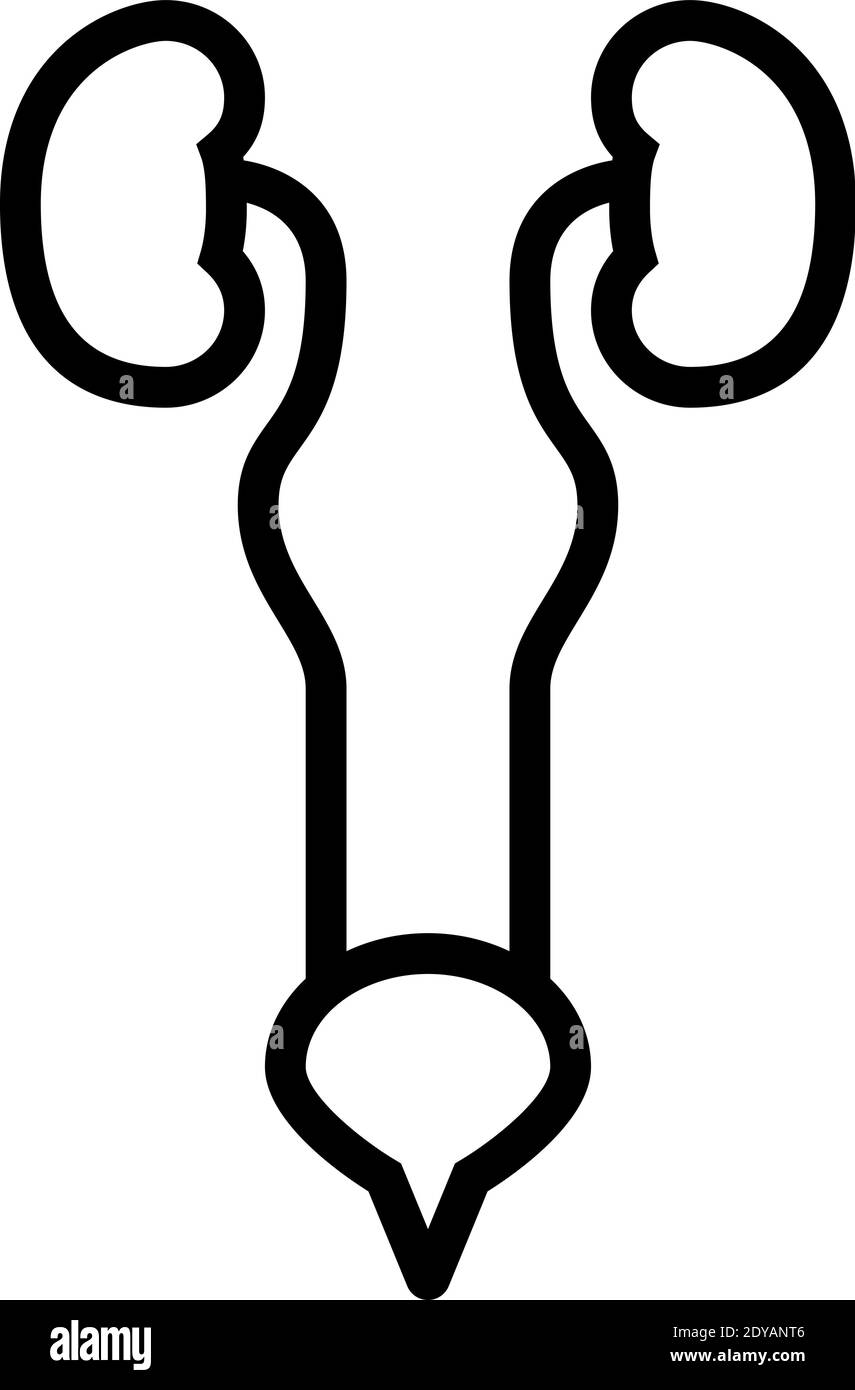 urinary system line icon vector illustration Stock Vector Image & Art ...