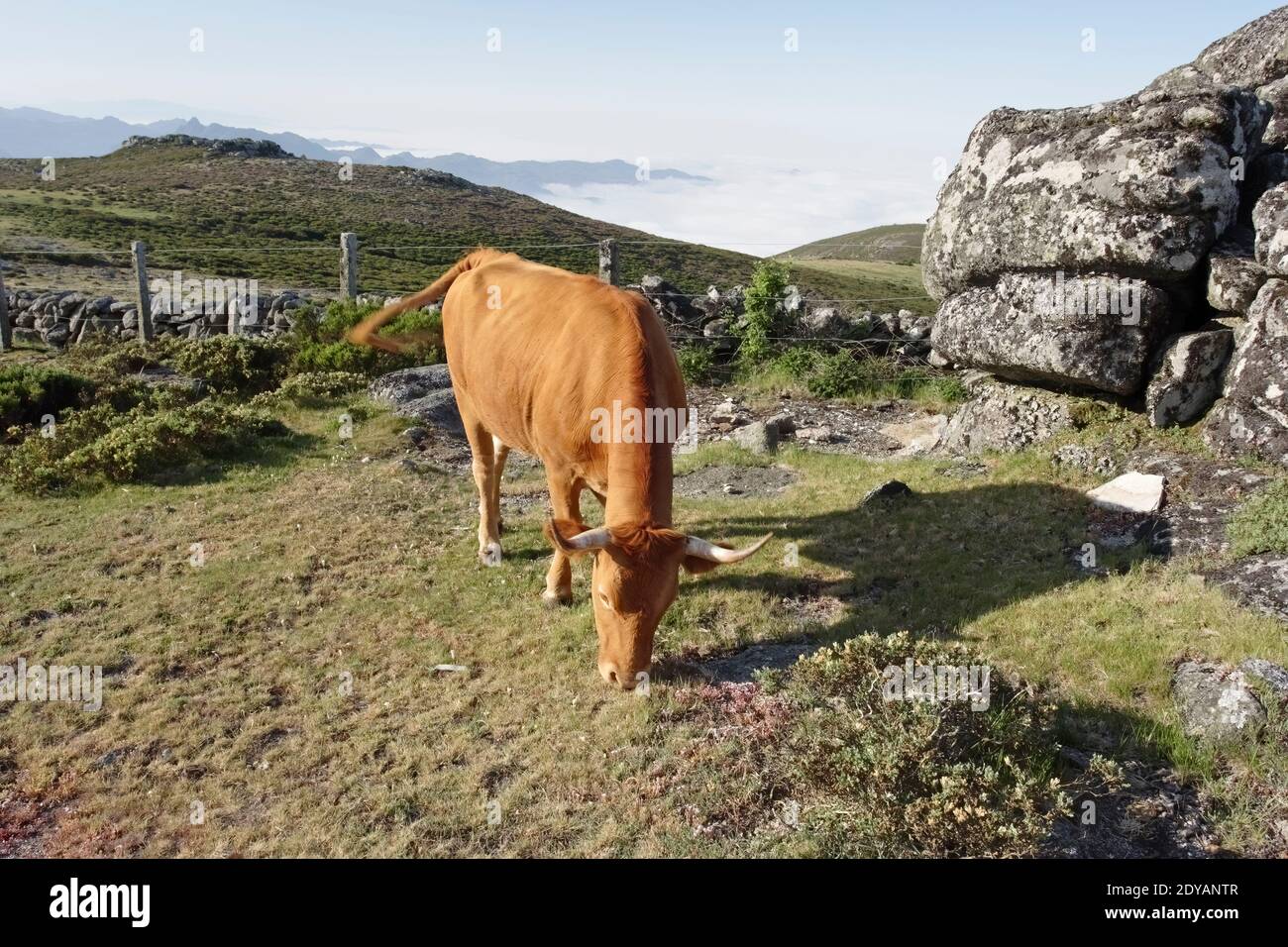 Purebred mountain portuguese cow. Peneda Geres National Park, north of ...