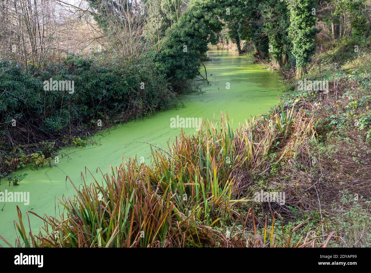 Water eutrophication channel on branch of Wiltshire and Berkshire canal ...