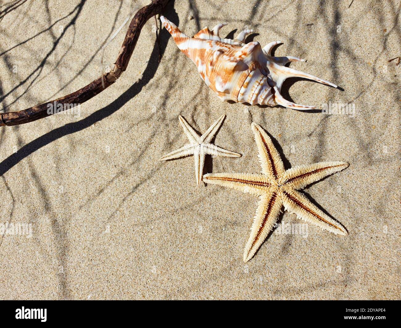 Two starfishes, seashell, tree stick and shadow herbal on sandy beach ...