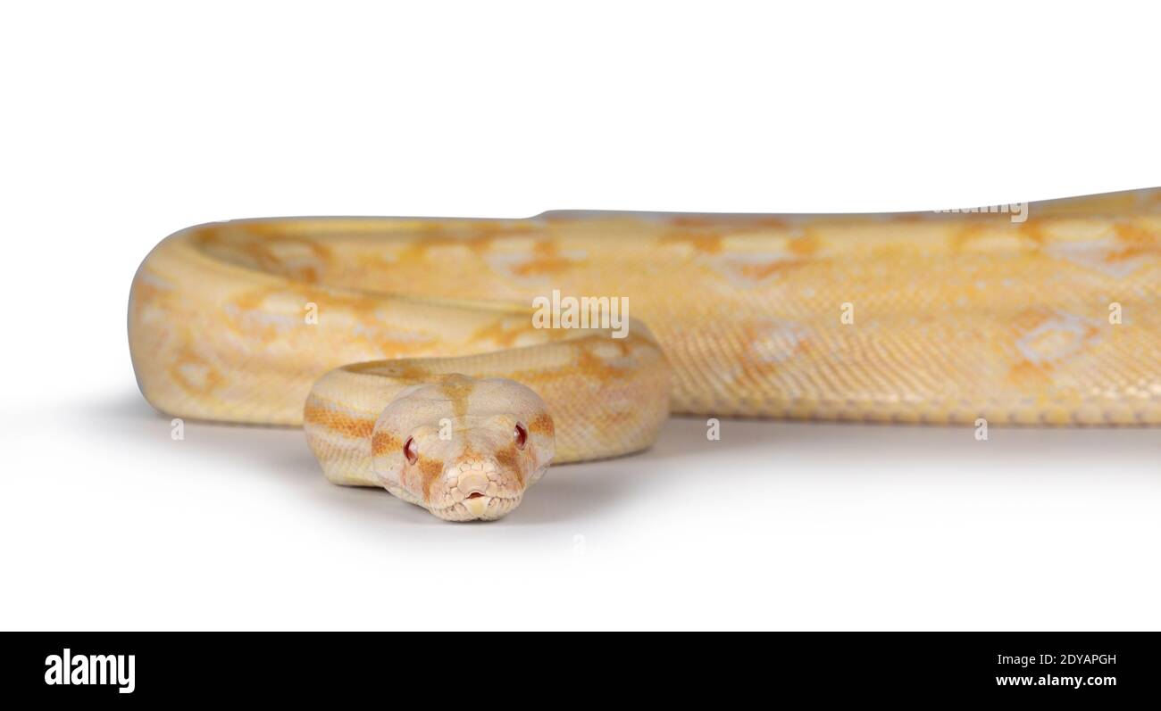 Head shot of young adult Albino Boa Constrictor snake. Isolated on ...