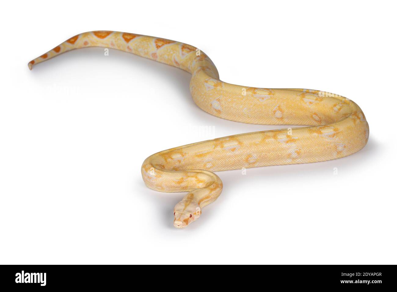 Young adult Albino Boa Constrictor snake. Isolated on white background ...