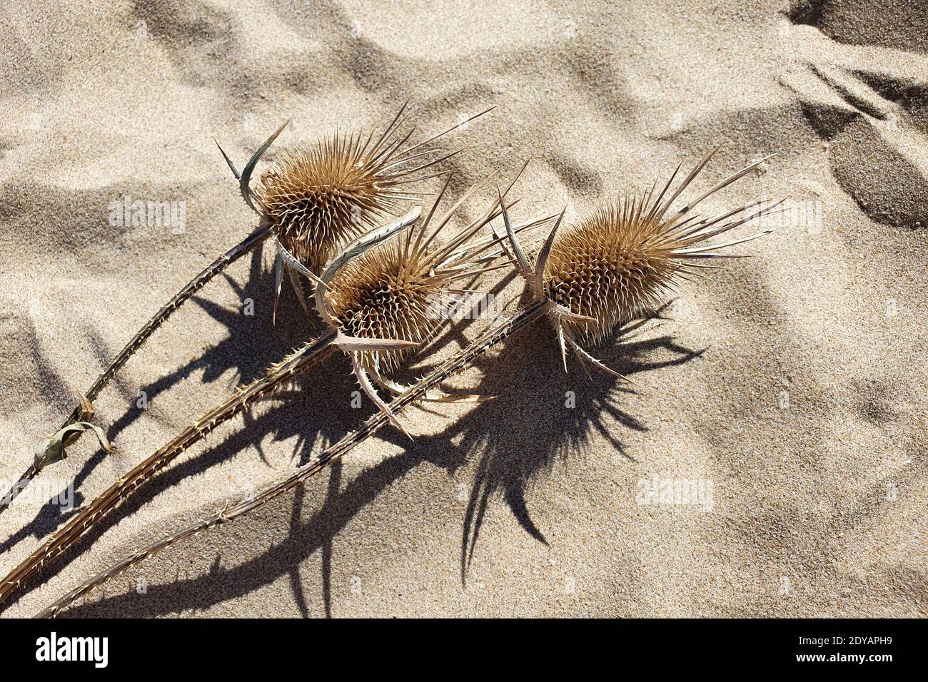 Dipsacus. Dried thorn herbs with trendy shadow on beach sand. Dipsacus ...