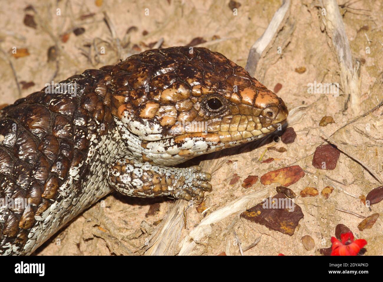 Head of western shingleback lizard (Tiliqua rugosa) in natural habitat ...
