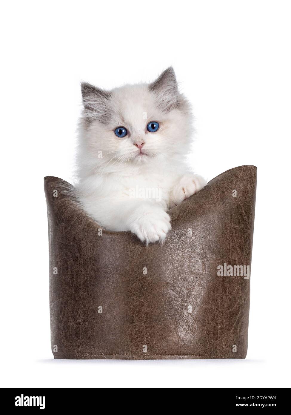 Adorable bicolor Ragdoll cat kitten, sitting facing front in brown ...