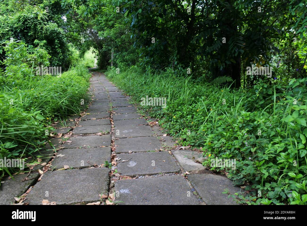 A narrow path through the p Stock Photo - Alamy
