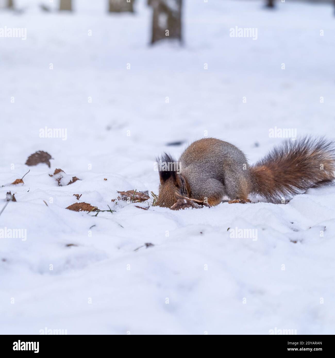 Sciurus vulgaris hides nuts hi-res stock photography and images - Alamy