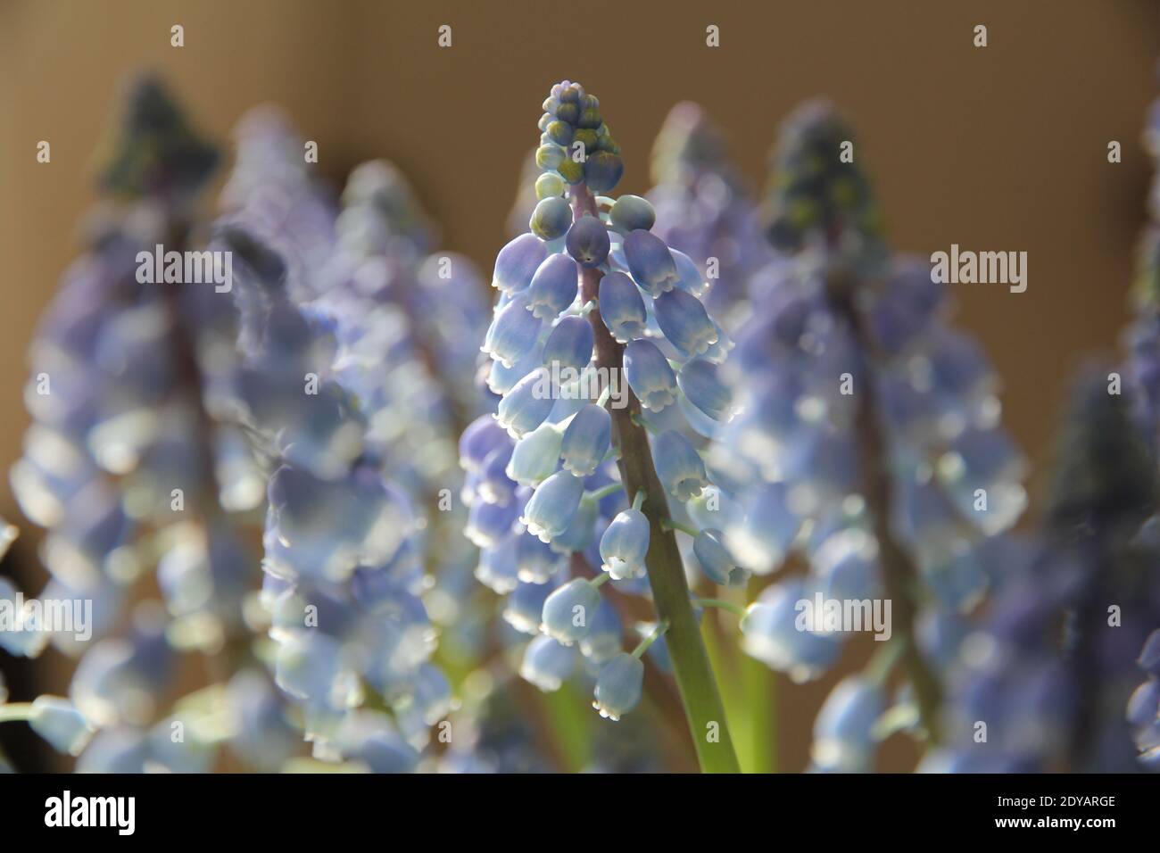 Muscari and crocus hi-res stock photography and images - Alamy