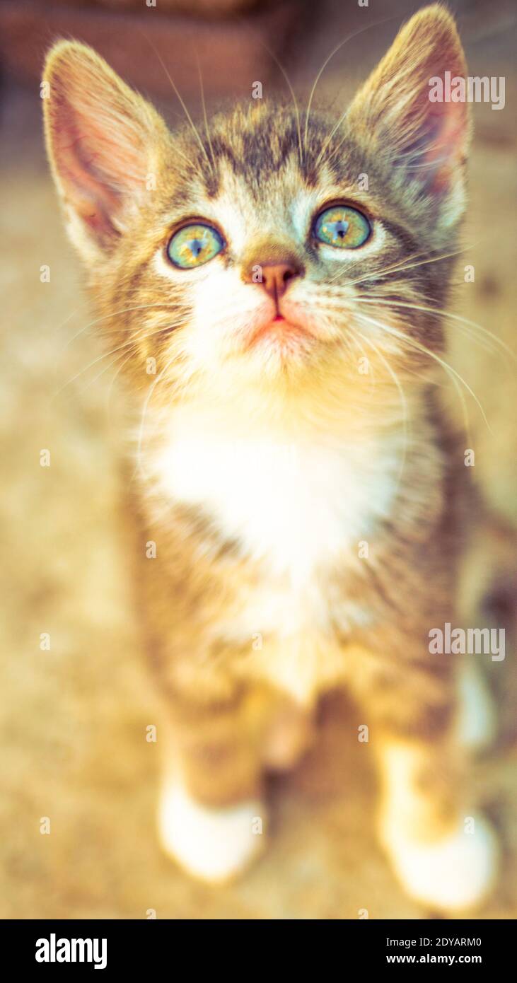 Lovely ashy kitten sitting on the stone floor outdoor. Closeup portrait ...