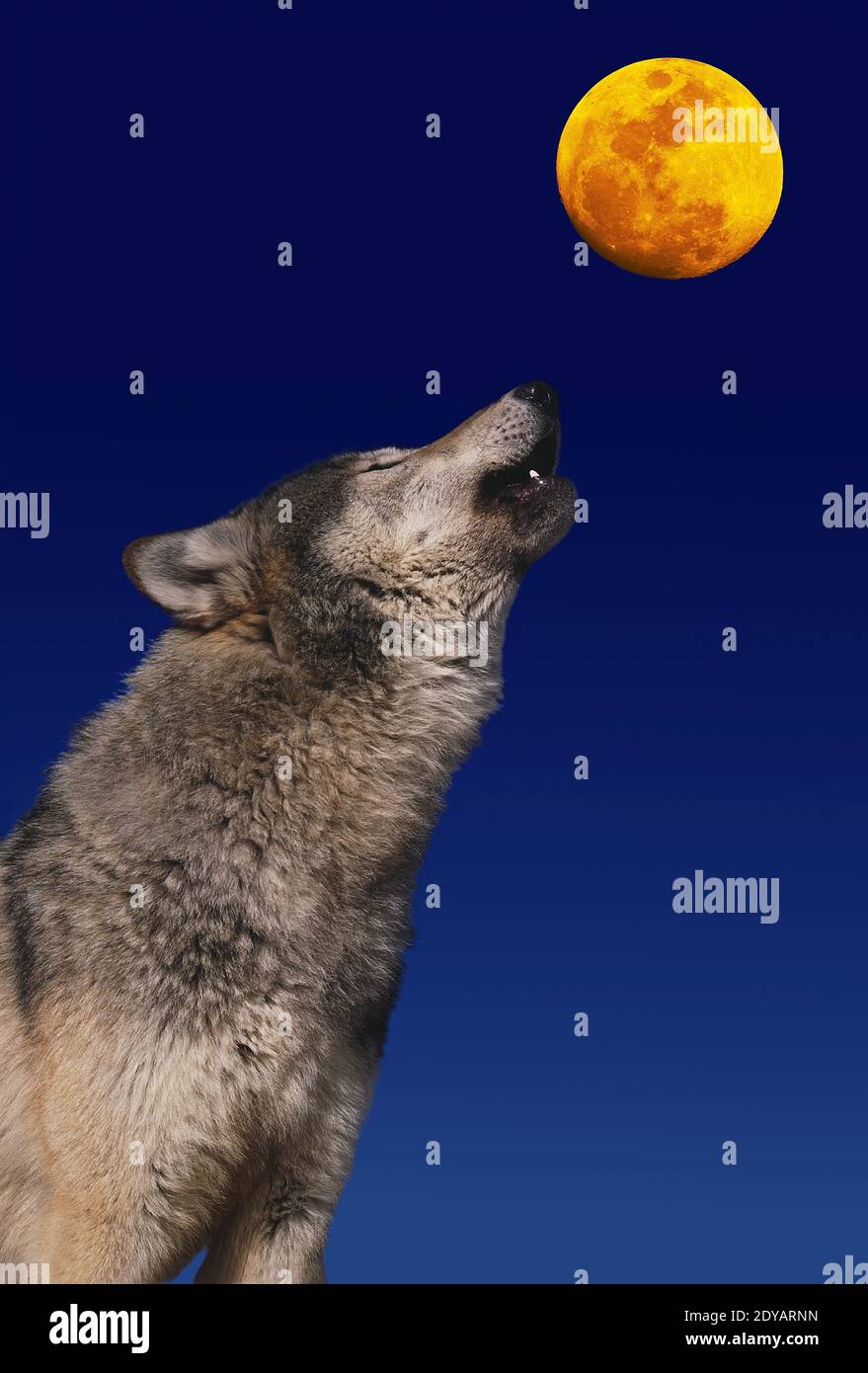 European Wolf, canis lupus, Adult Baying at the Moon Stock Photo - Alamy