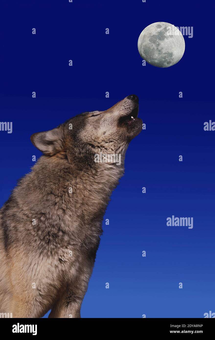 European Wolf, canis lupus, Adult Baying at the Moon Stock Photo - Alamy