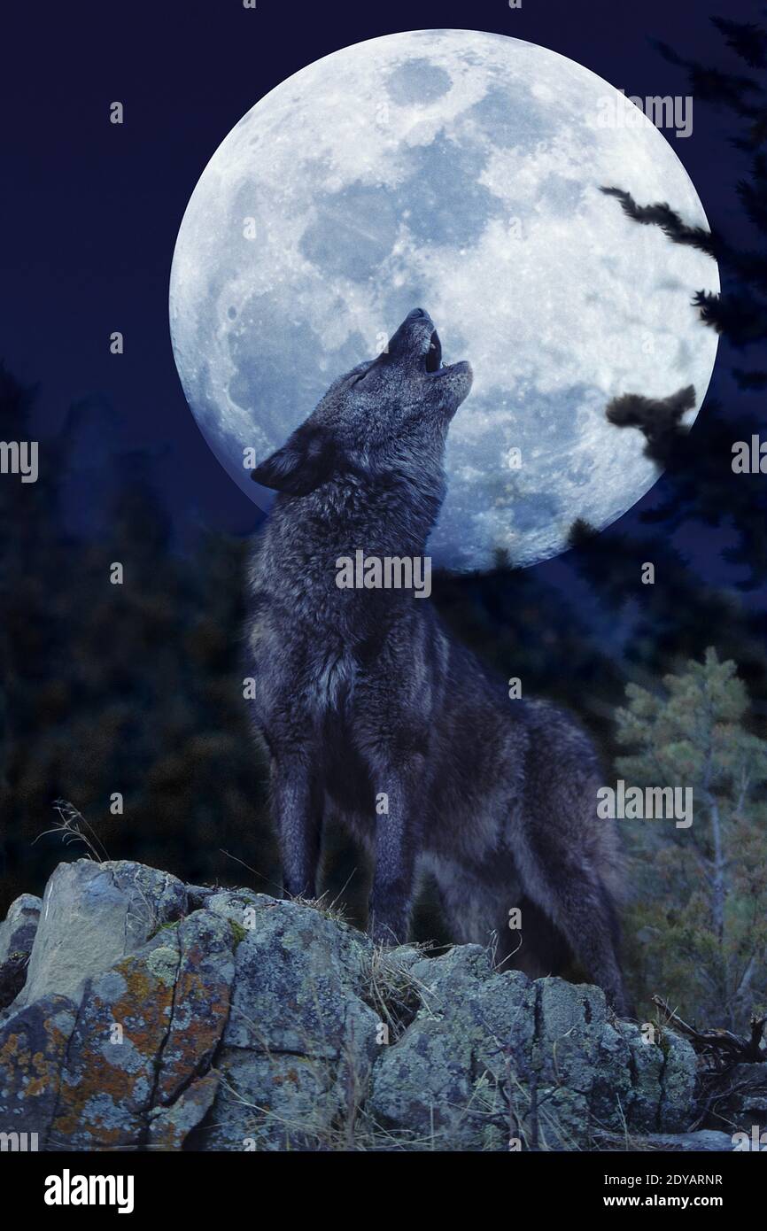 European Wolf, canis lupus, Adult Baying at the Moon Stock Photo - Alamy