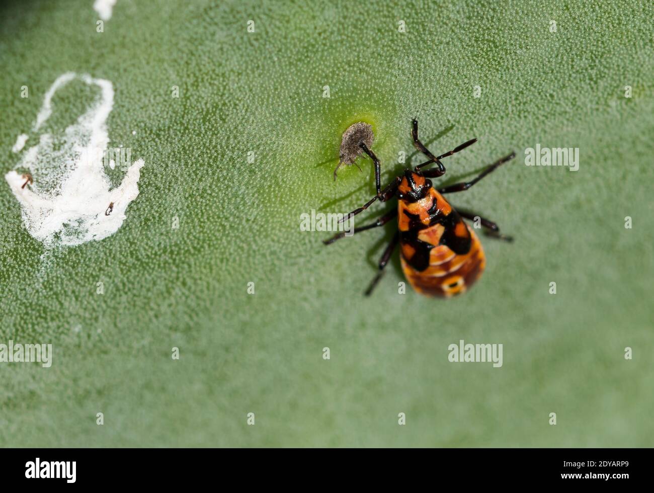 A soldier bug, spilostethus pandurus, on a prickly pear pad Stock Photo ...