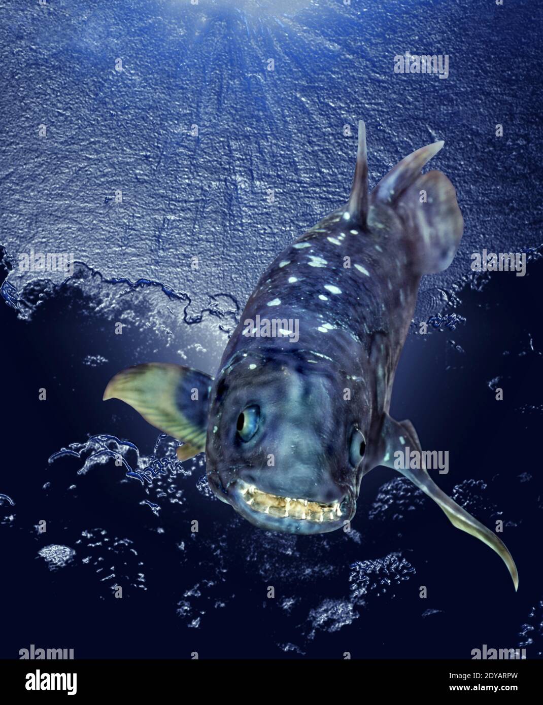 Latimeria chalumnae coelacanth hi-res stock photography and images - Alamy