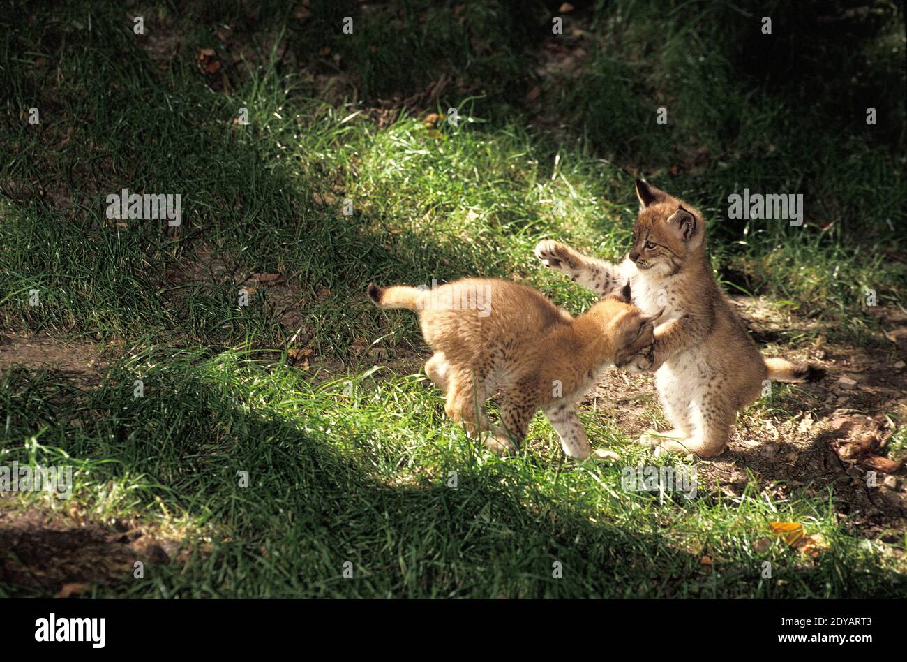European Lynx, felis lynx, Cubs Playing Stock Photo - Alamy