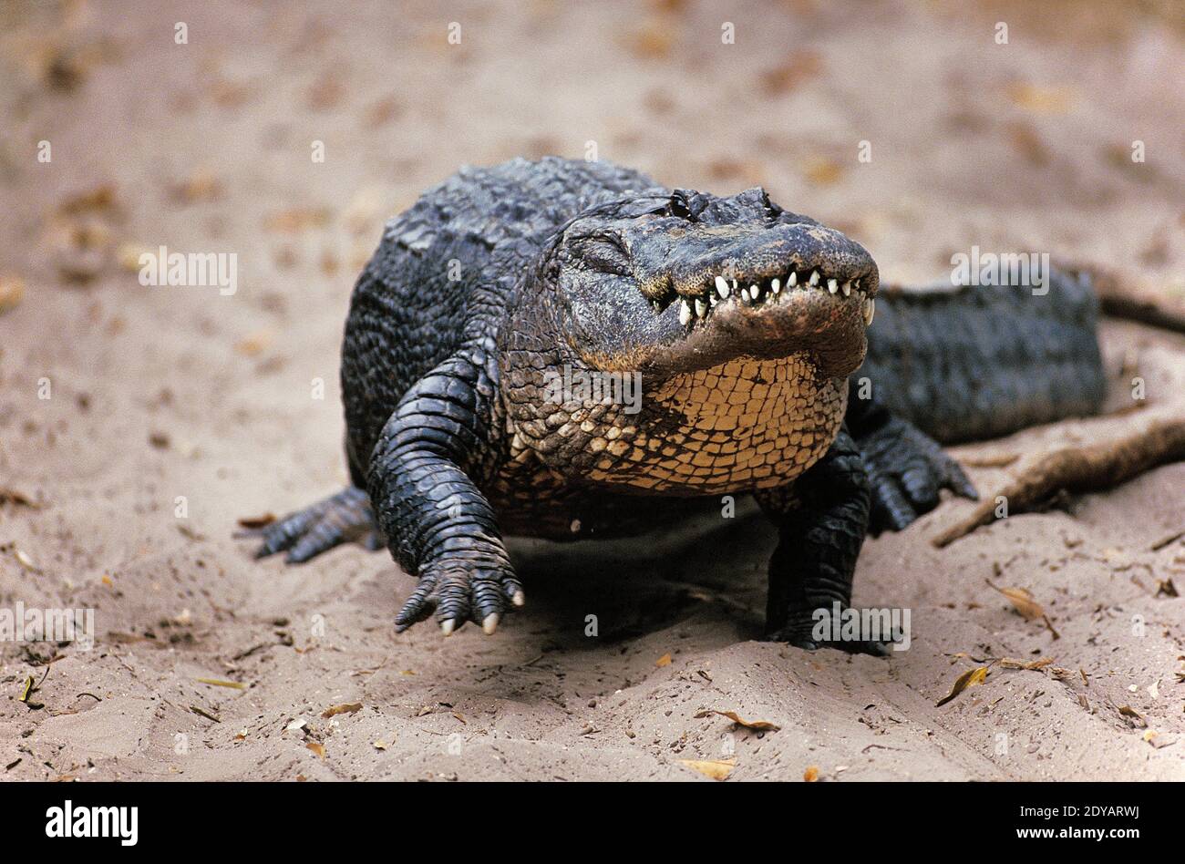 American alligator front view hi-res stock photography and images - Alamy