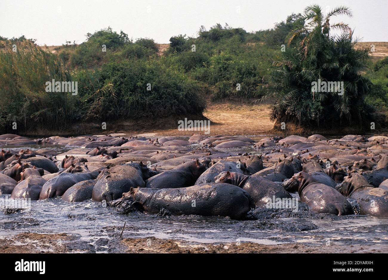 Hippopotamus, hippopotamus amphibius, Group standing near Lake, Virunga ...