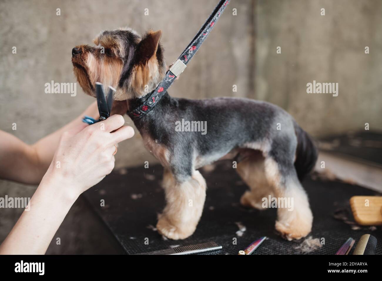 process of final shearing of a dog's hair with scissors. muzzle of a ...