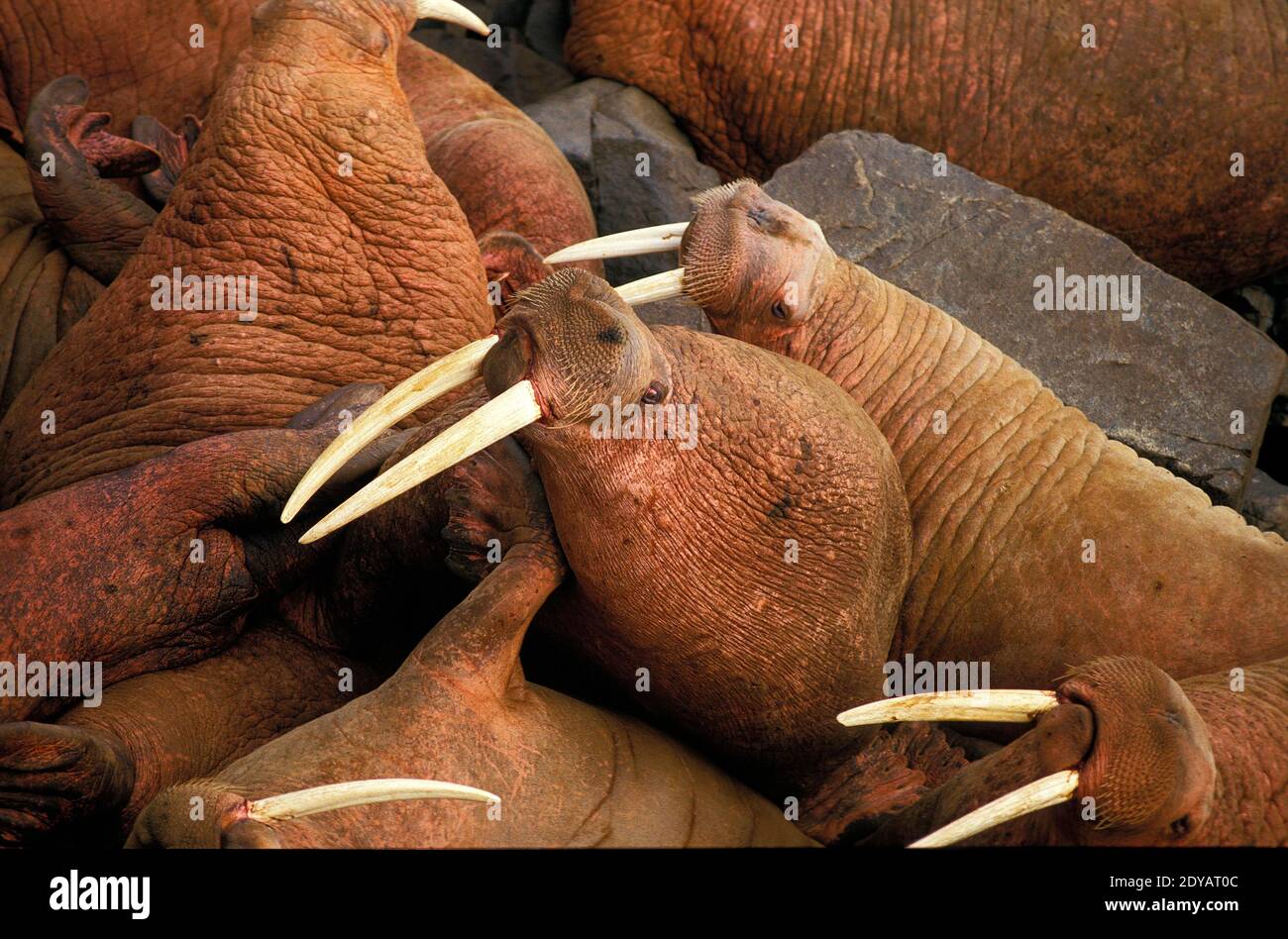 Walrus colony alaska hi-res stock photography and images - Alamy
