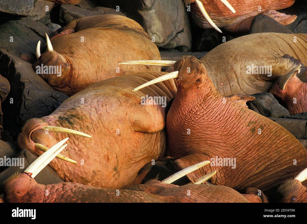 Walrus colony alaska hi-res stock photography and images - Alamy