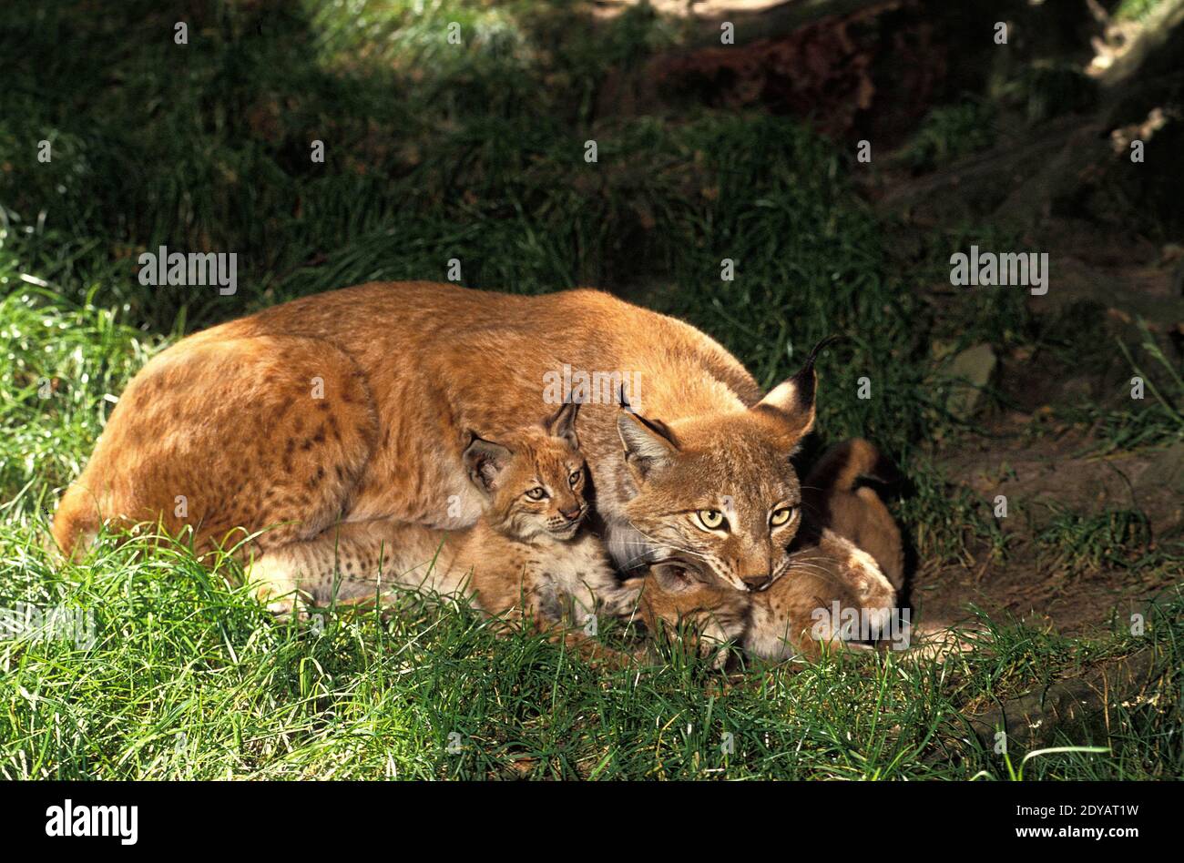 Female lynx profile hi-res stock photography and images - Alamy