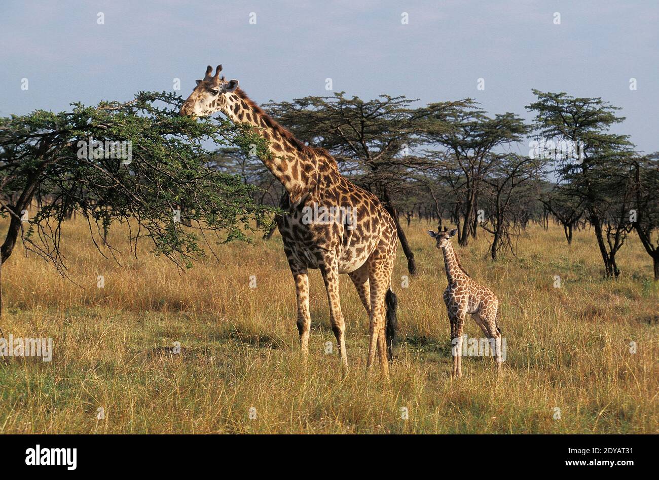 Masai Giraffe, giraffa camelopardalis tippelskirchi, Mother and Calf ...
