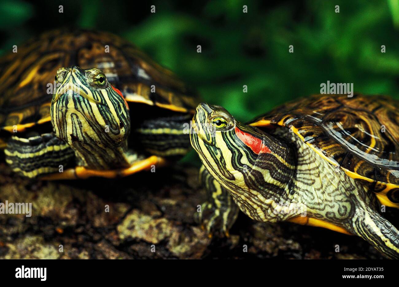 Red-Eared Terrapin, trachemys scripta elegans Stock Photo - Alamy