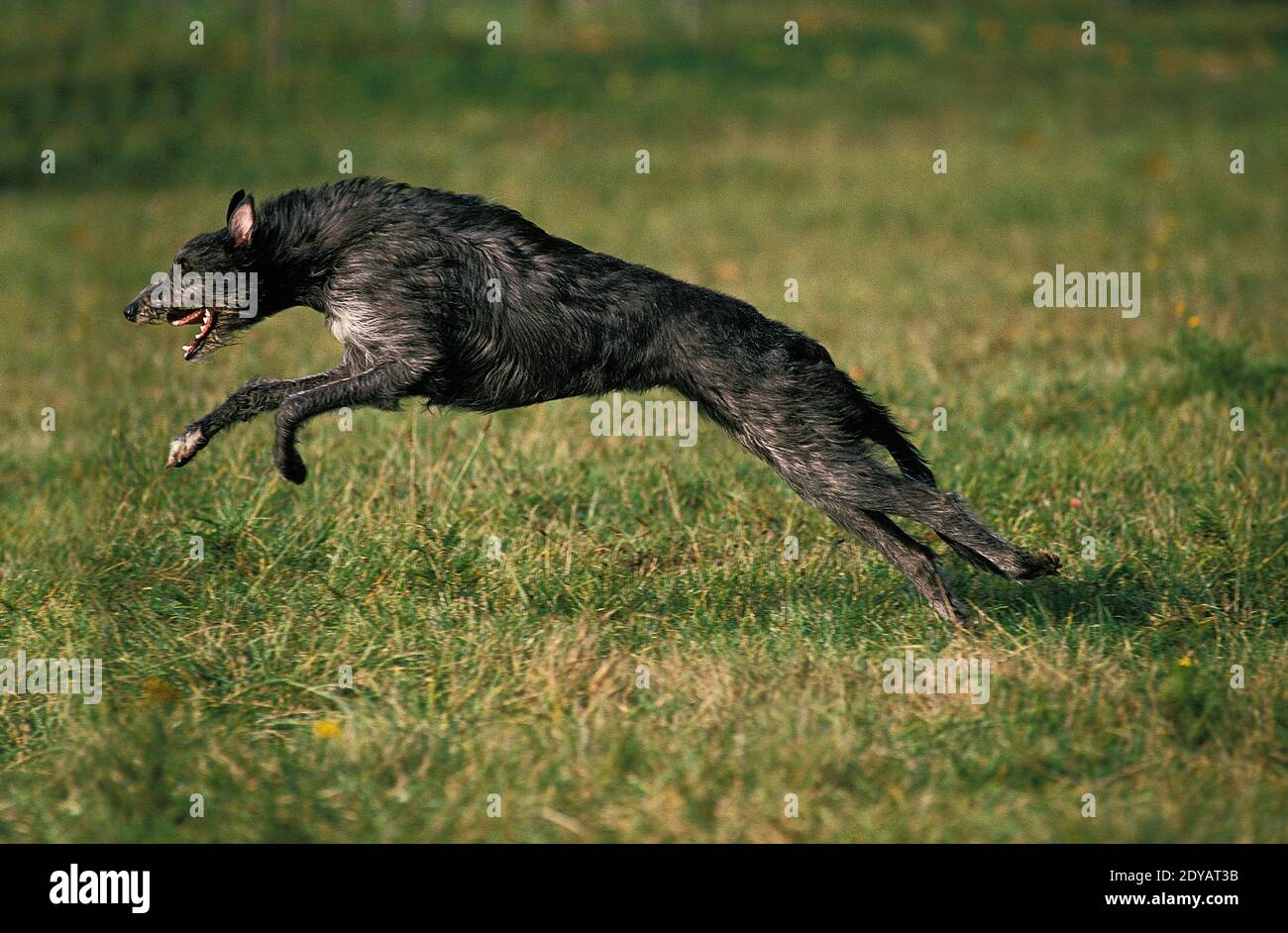 Leaping greyhound hi-res stock photography and images - Alamy