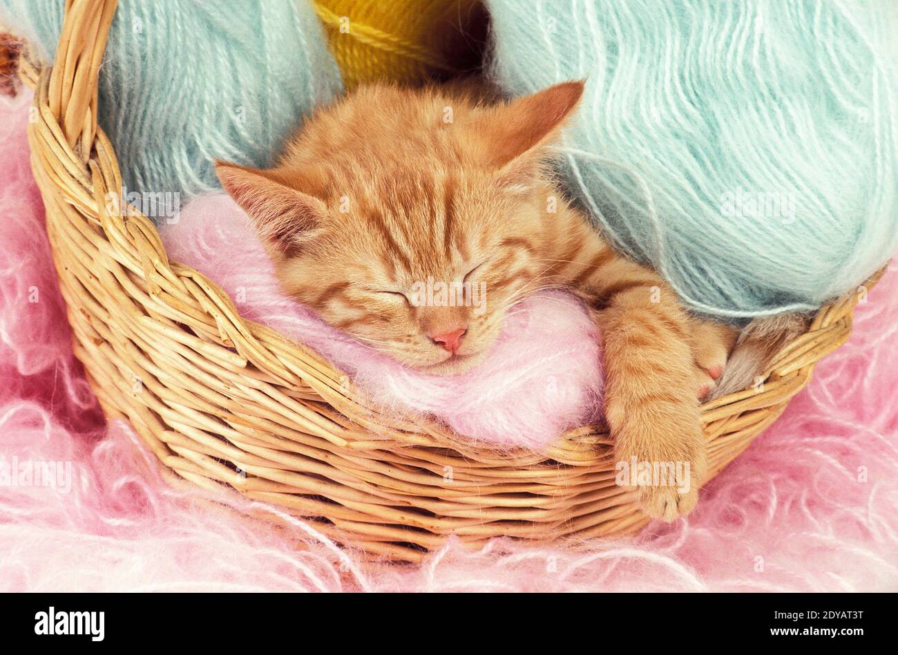 Red tabby European Domestic Cat, Kitten sleeping in Wool balls Stock ...