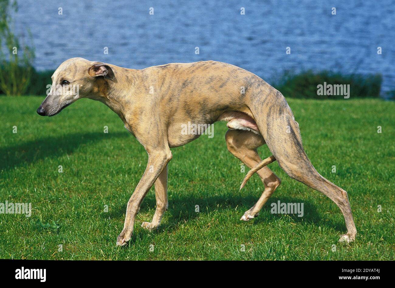 Whippet Dog, Male standing on Lawn Stock Photo - Alamy