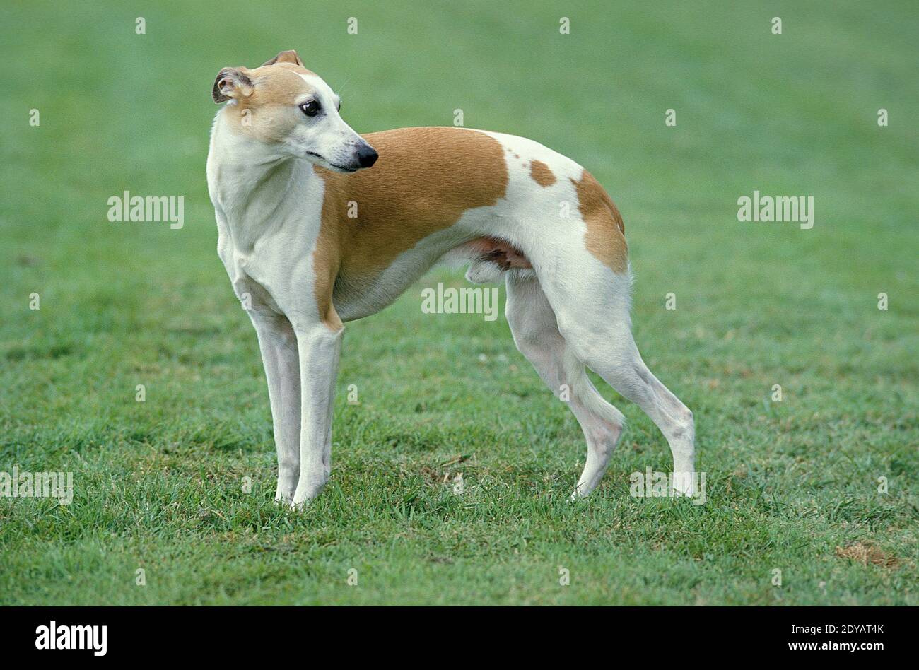 Male whippet dog on lawn hi-res stock photography and images - Alamy