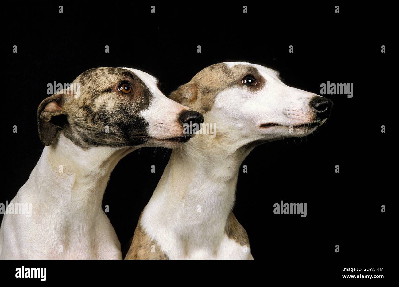 Portrait whippet dog hi-res stock photography and images - Alamy