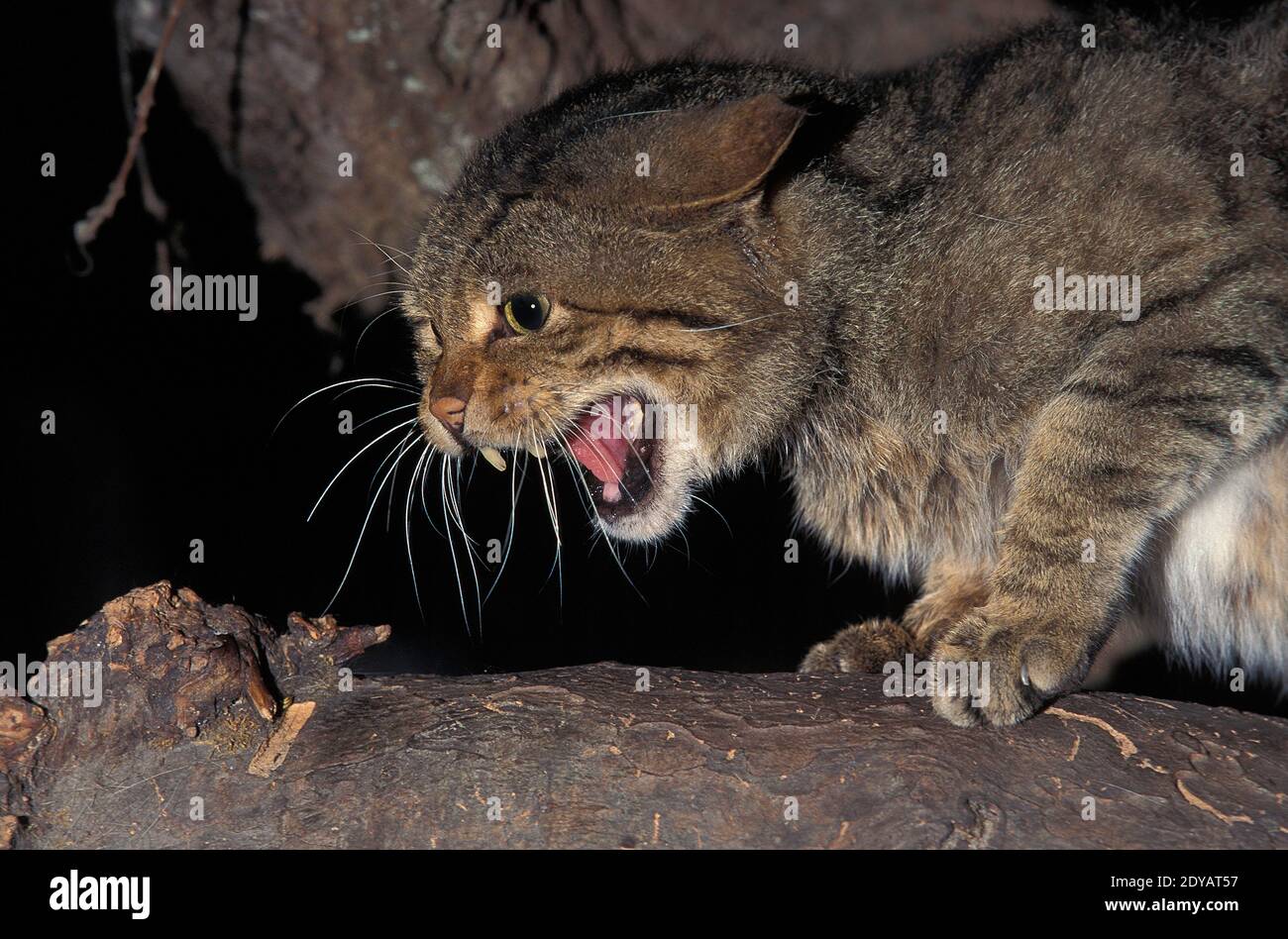 European Wildcat, felis silvestris, Adult Snarling Stock Photo - Alamy