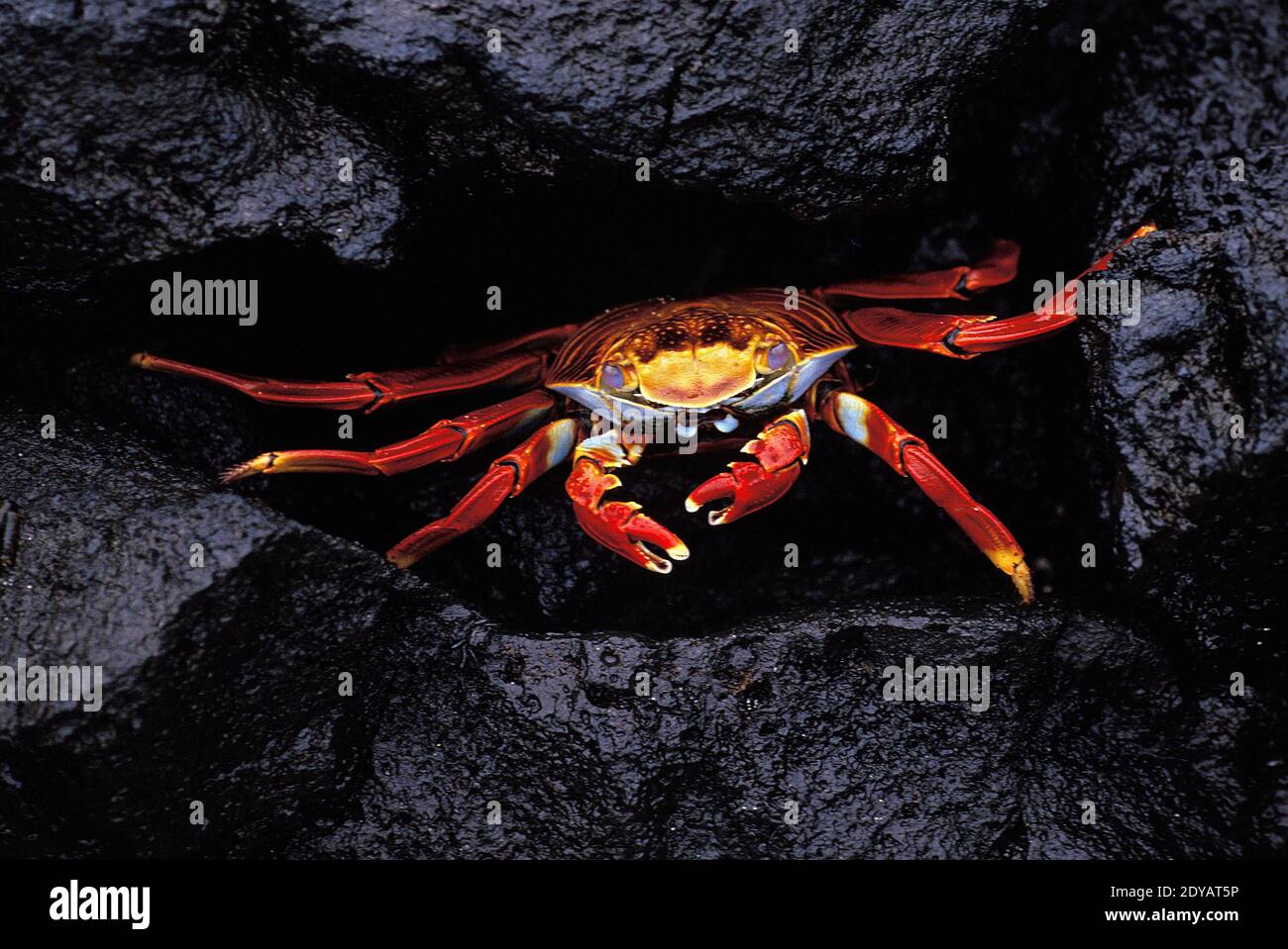 Sally Lightfoot Crab, grapsus grapsus, Adult standing on Rocks ...