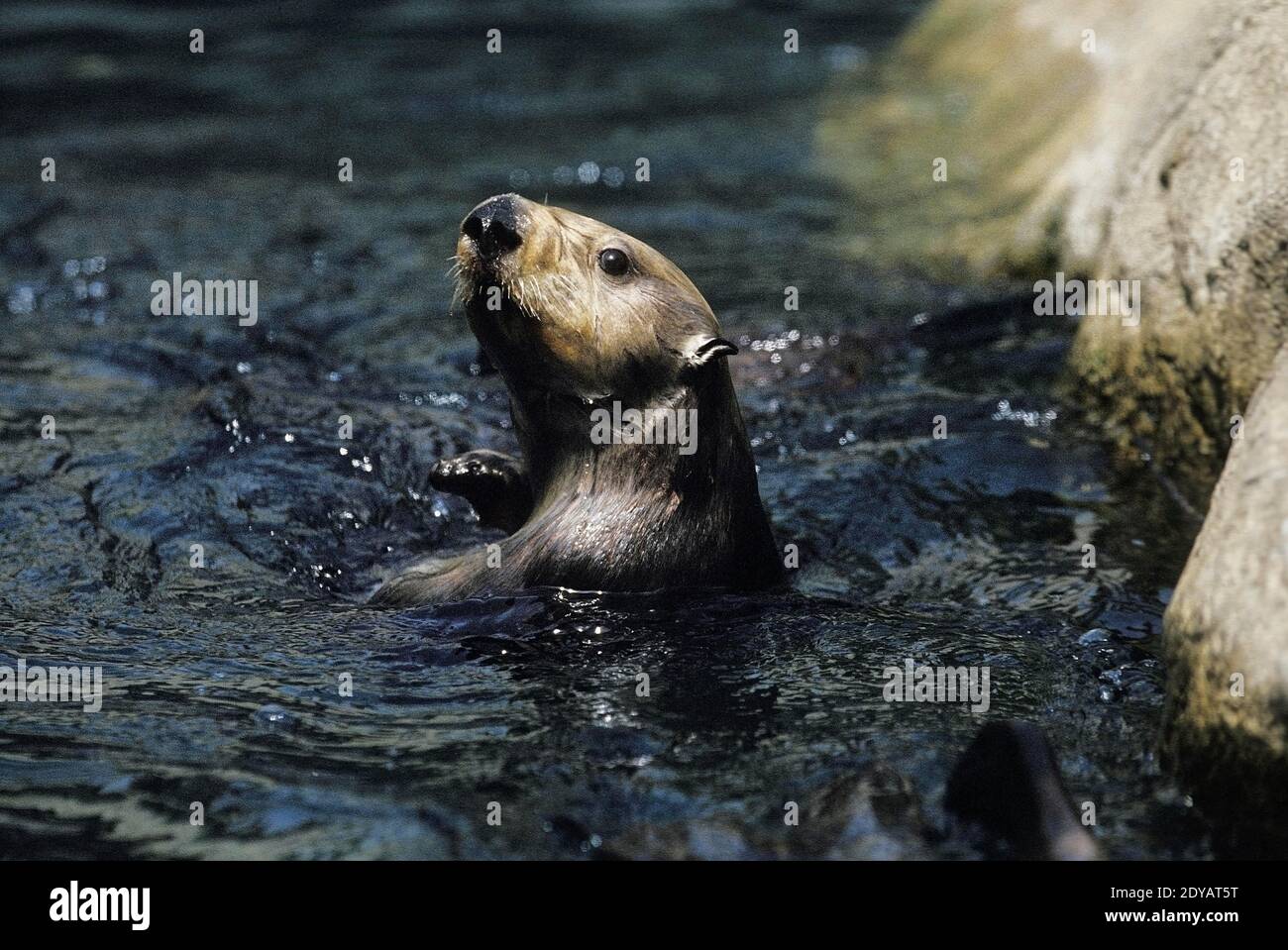 Sea Otter, enhydra lutris Stock Photo - Alamy