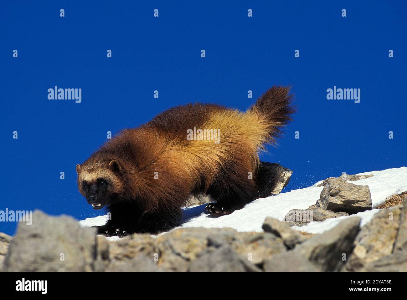 North american wolverine gulo gulo luscus hi-res stock photography and ...