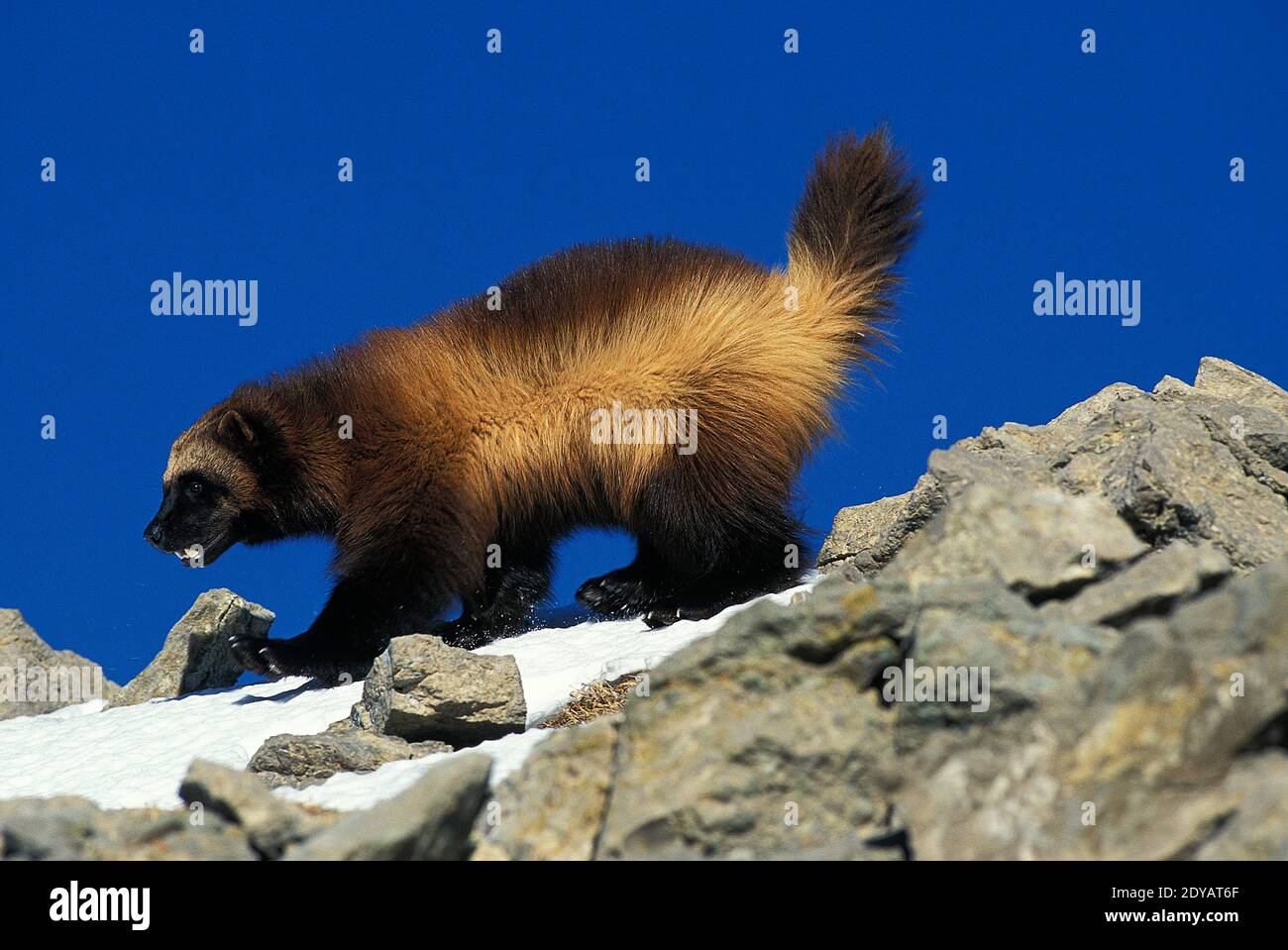 North american wolverine gulo gulo luscus hi-res stock photography and ...