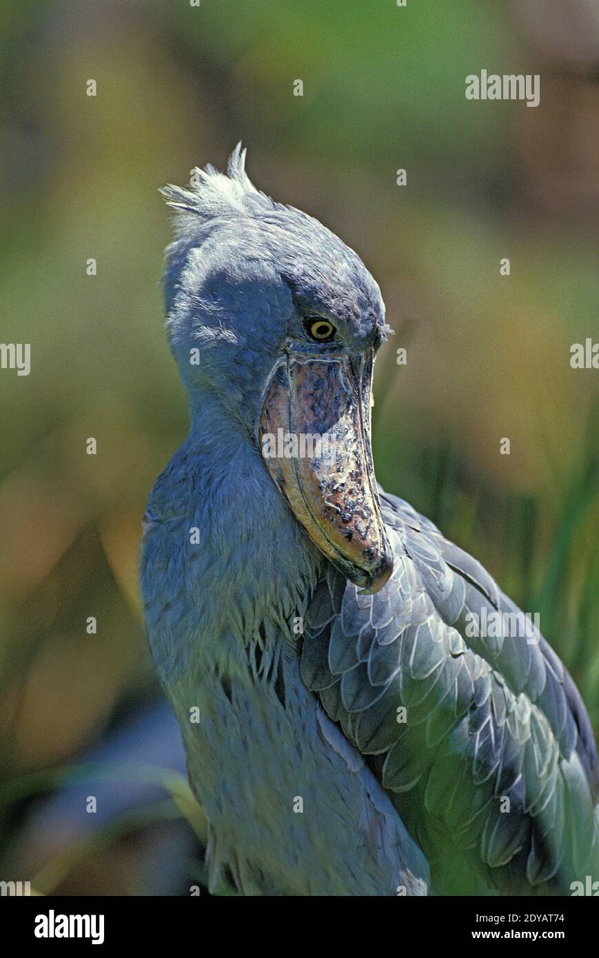 Shoebill Stork or Whale-Headed Stork, balaeniceps rex Stock Photo - Alamy