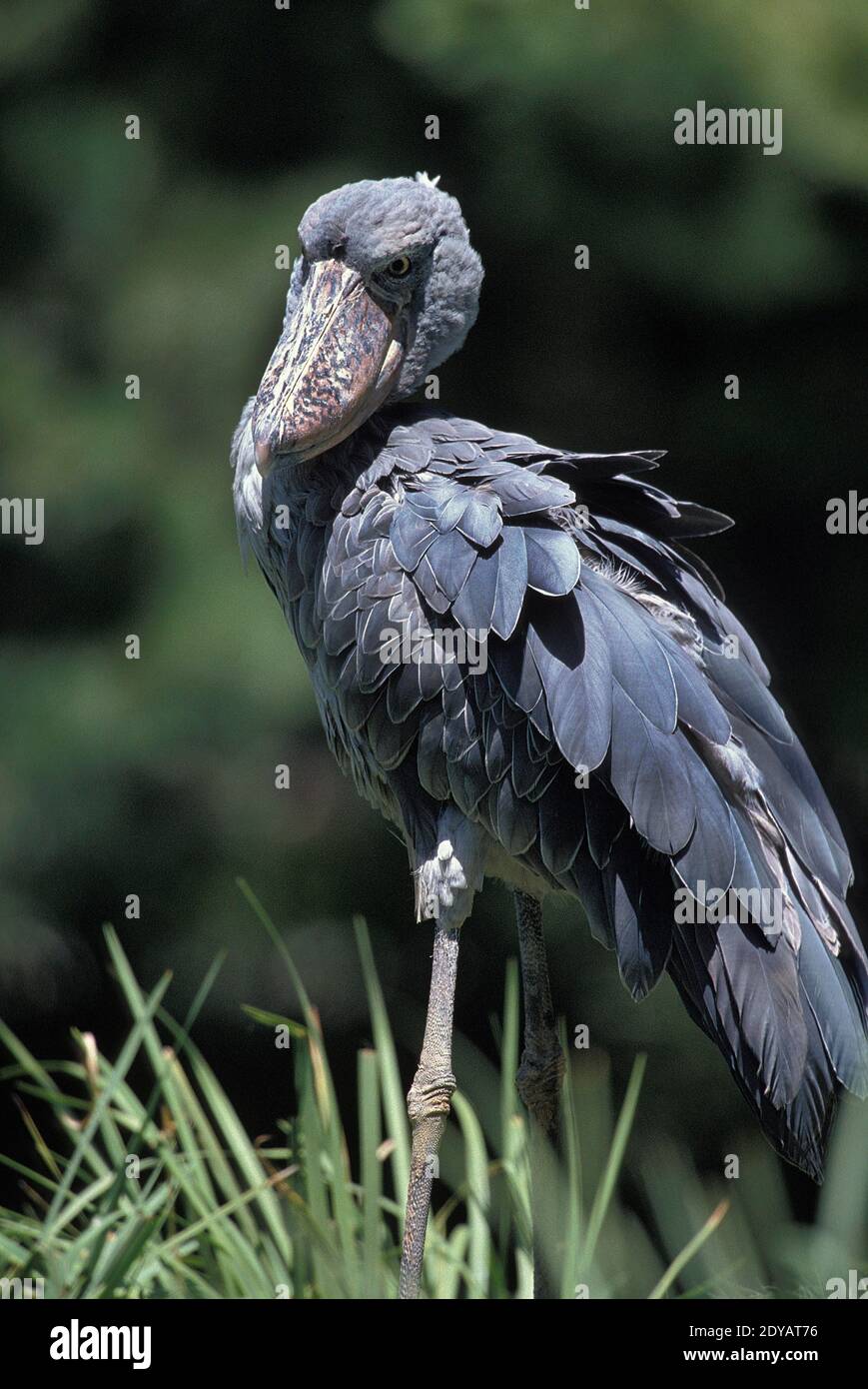 Shoebill Stork or Whale-Headed Stork, balaeniceps rex Stock Photo - Alamy