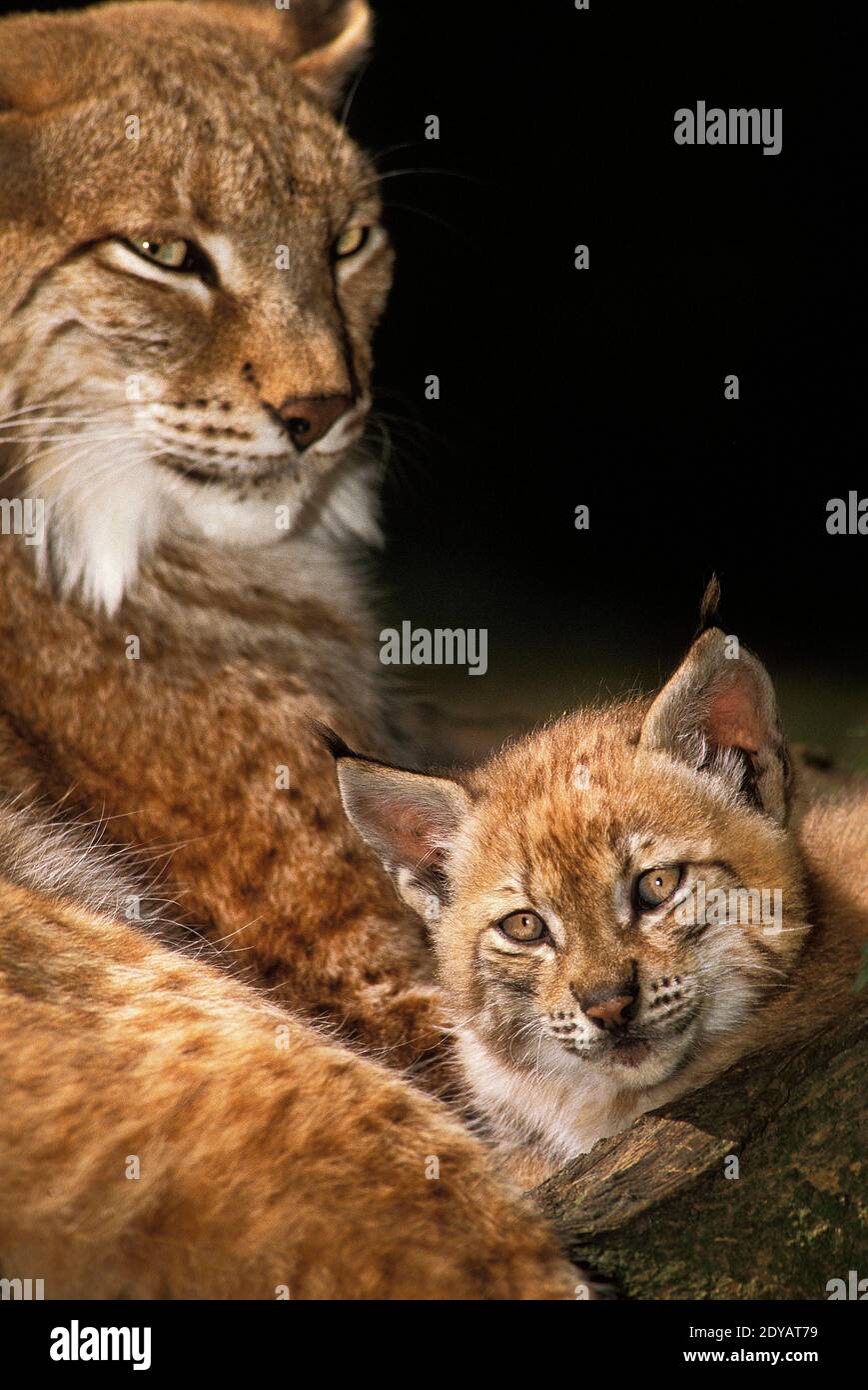 European Lynx, felis lynx, Mother and Cub Stock Photo - Alamy