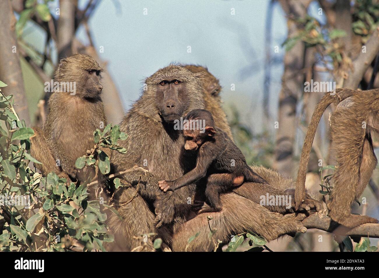 Olive Baboon, papio anubis, Mother carrying Young, Masai Mara Park in ...