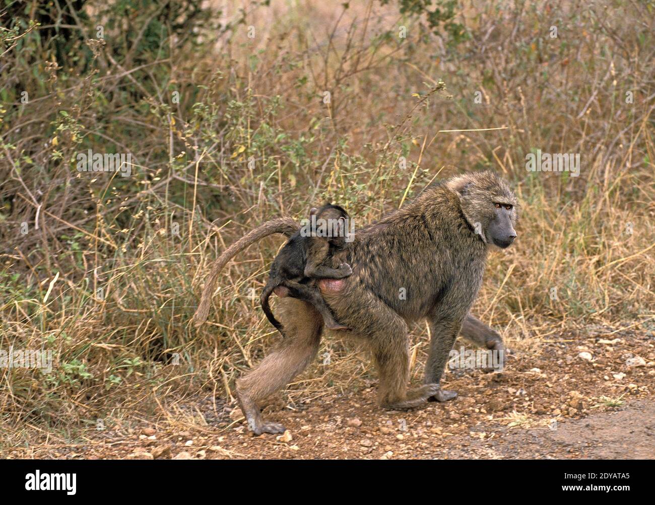 Olive Baboon, papio anubis, Mother carrying Young, Masai Mara Park in ...