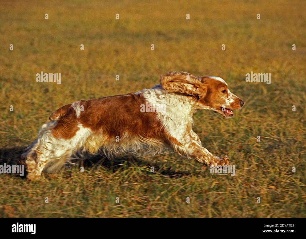 English Cocker Spaniel, Dog running through Field Stock Photo - Alamy