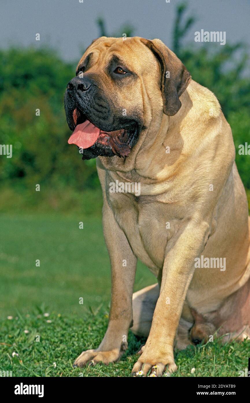 Mastiff Dog, Male sitting on Grass Stock Photo - Alamy