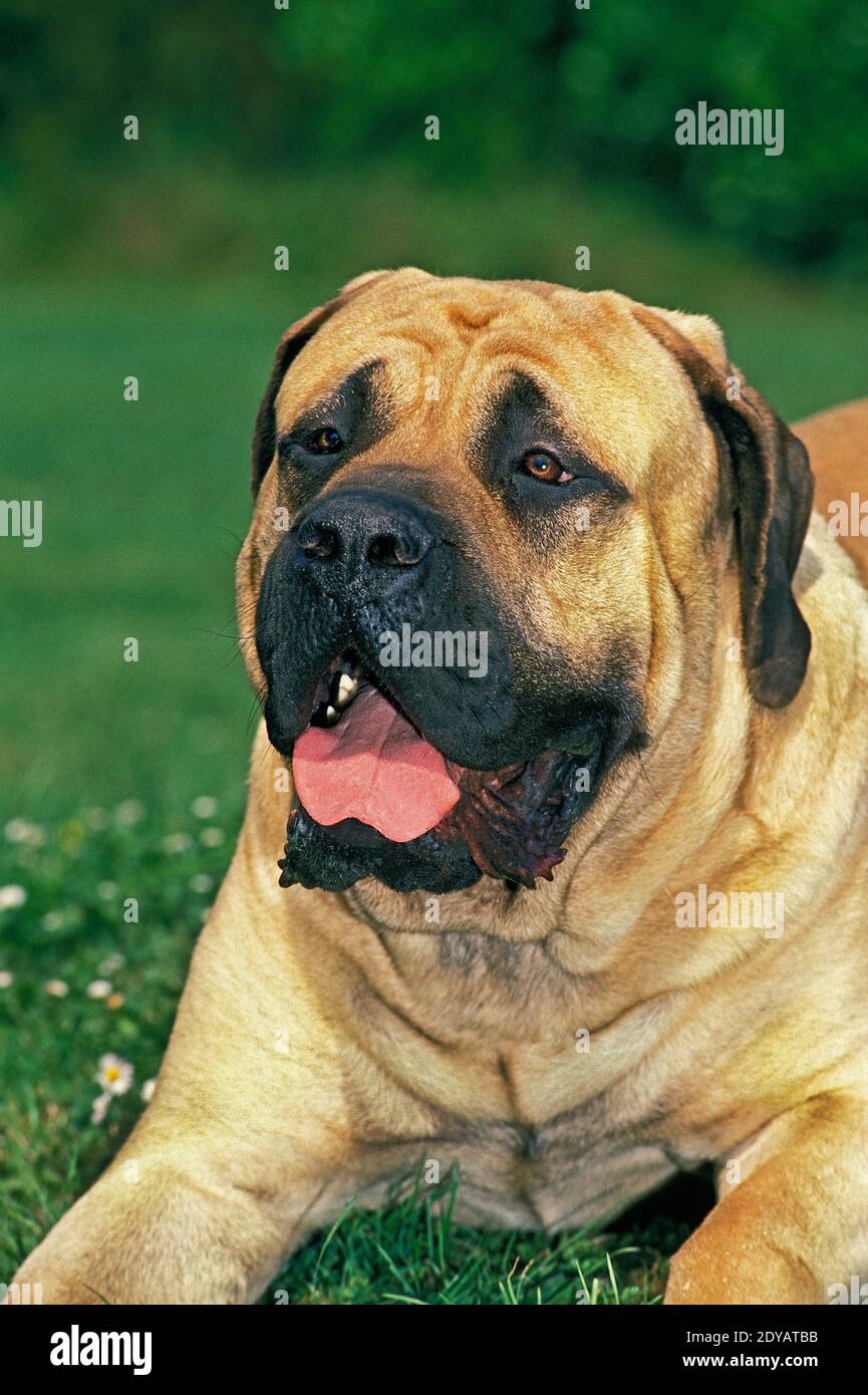 Mastiff Dog, Portrait of Adult Stock Photo - Alamy