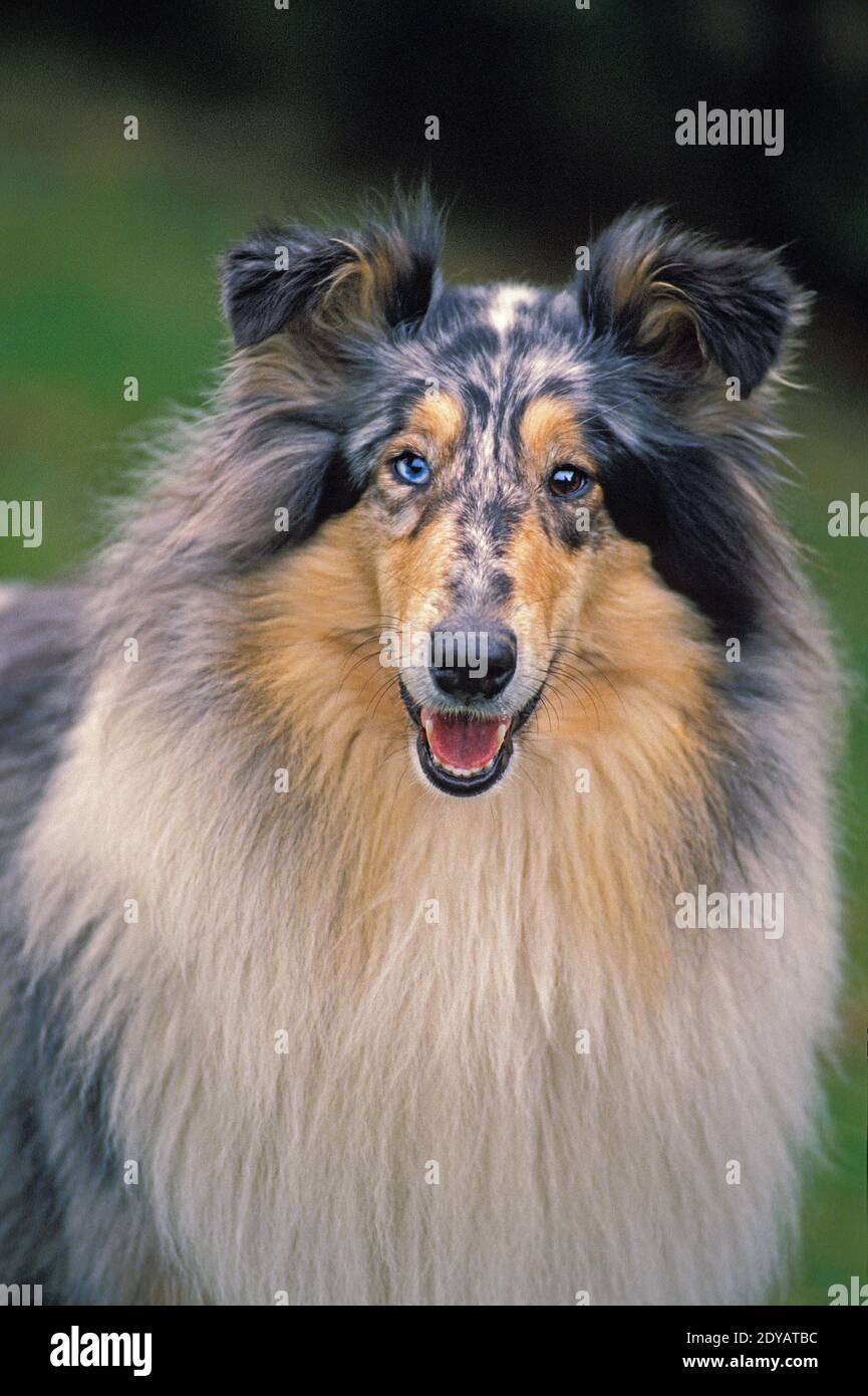 Portrait of Collie Dog Stock Photo - Alamy