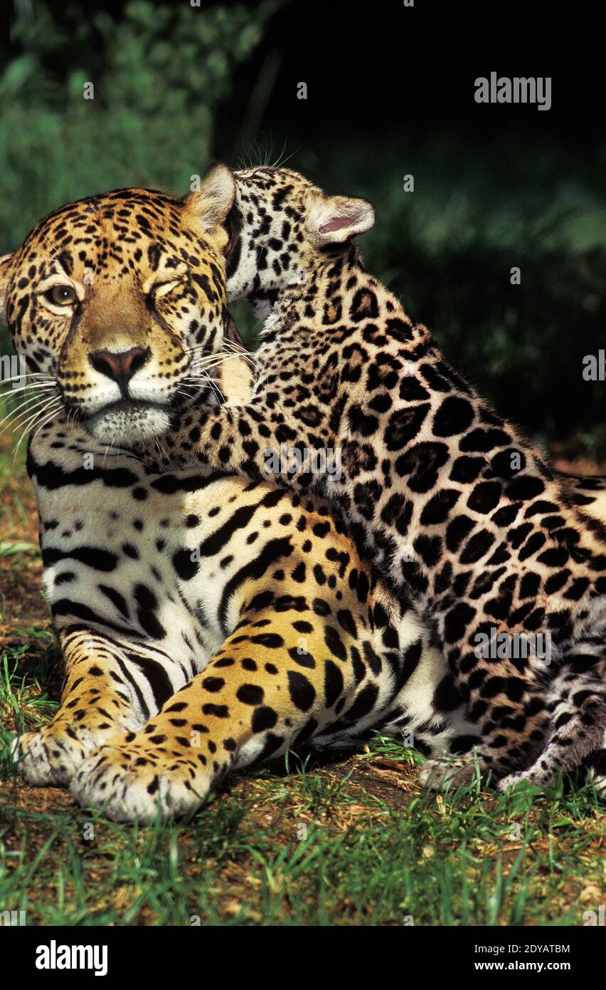 Jaguar, panthera onca, Mother and Cub Playing Stock Photo - Alamy