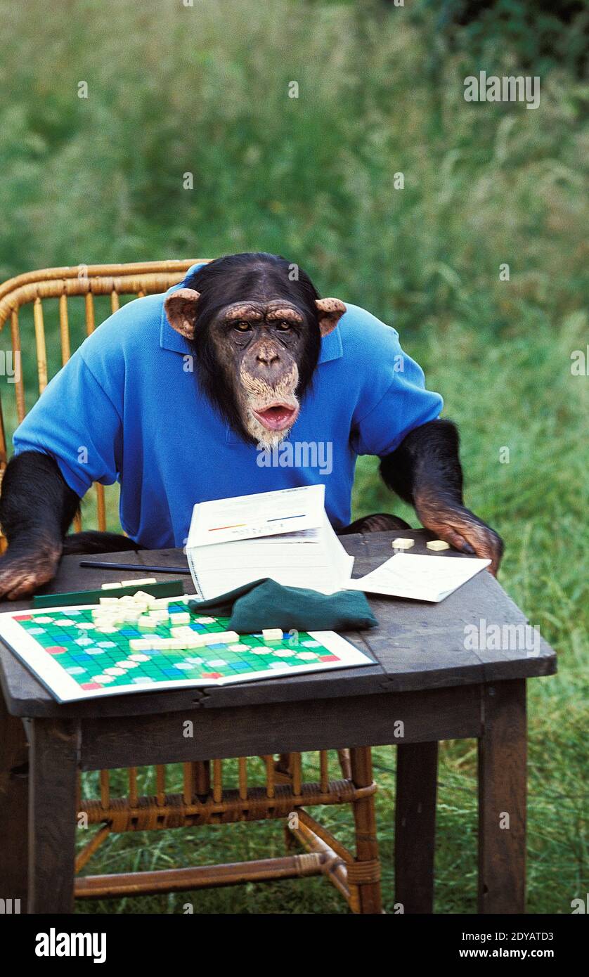 Chimpanzee, pan troglodytes, Trained Monkey playing Scrabble Stock ...